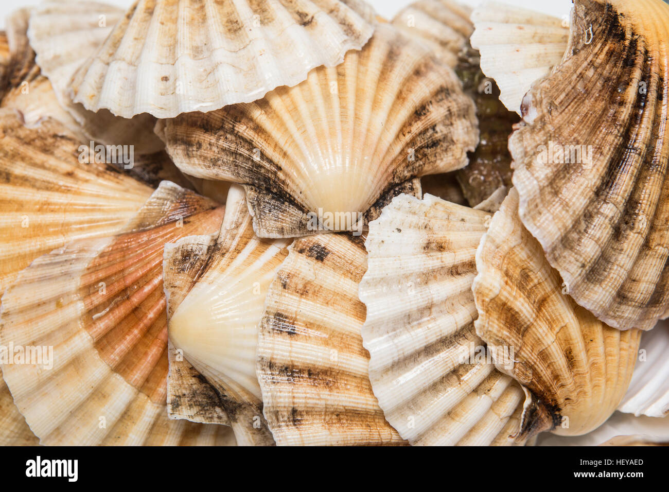Fresh opened scallop on white background Stock Photo - Alamy