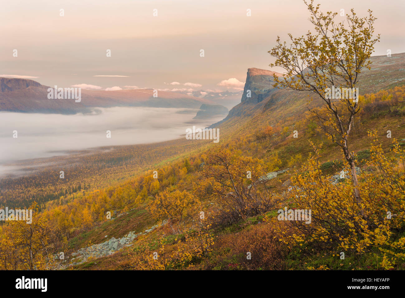 Sarek national park in autumn colors, fog over the valley, trees in ...