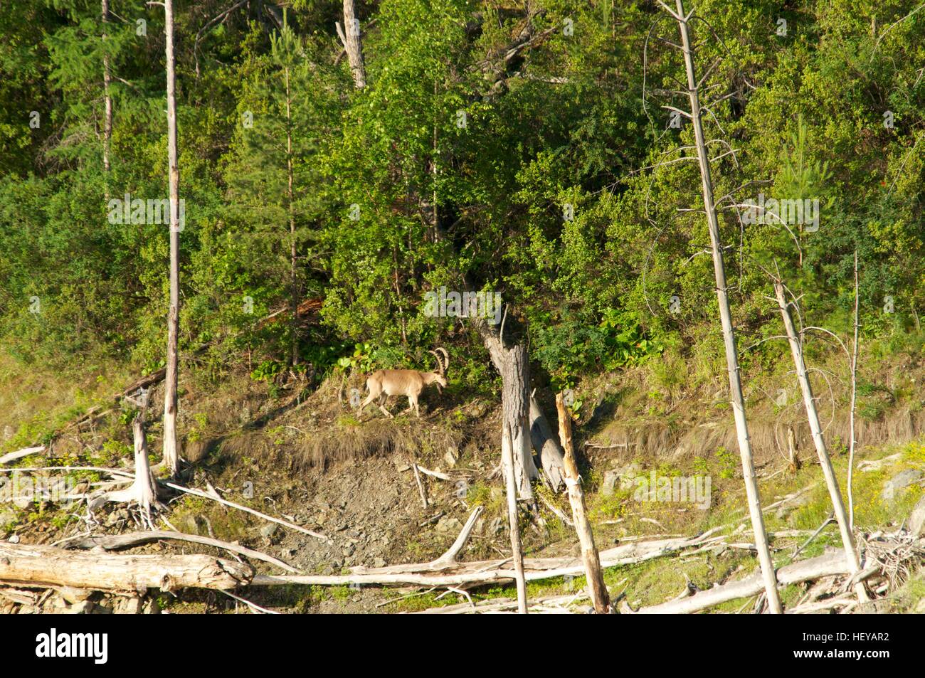 Dead mountain goat hi-res stock photography and images - Alamy