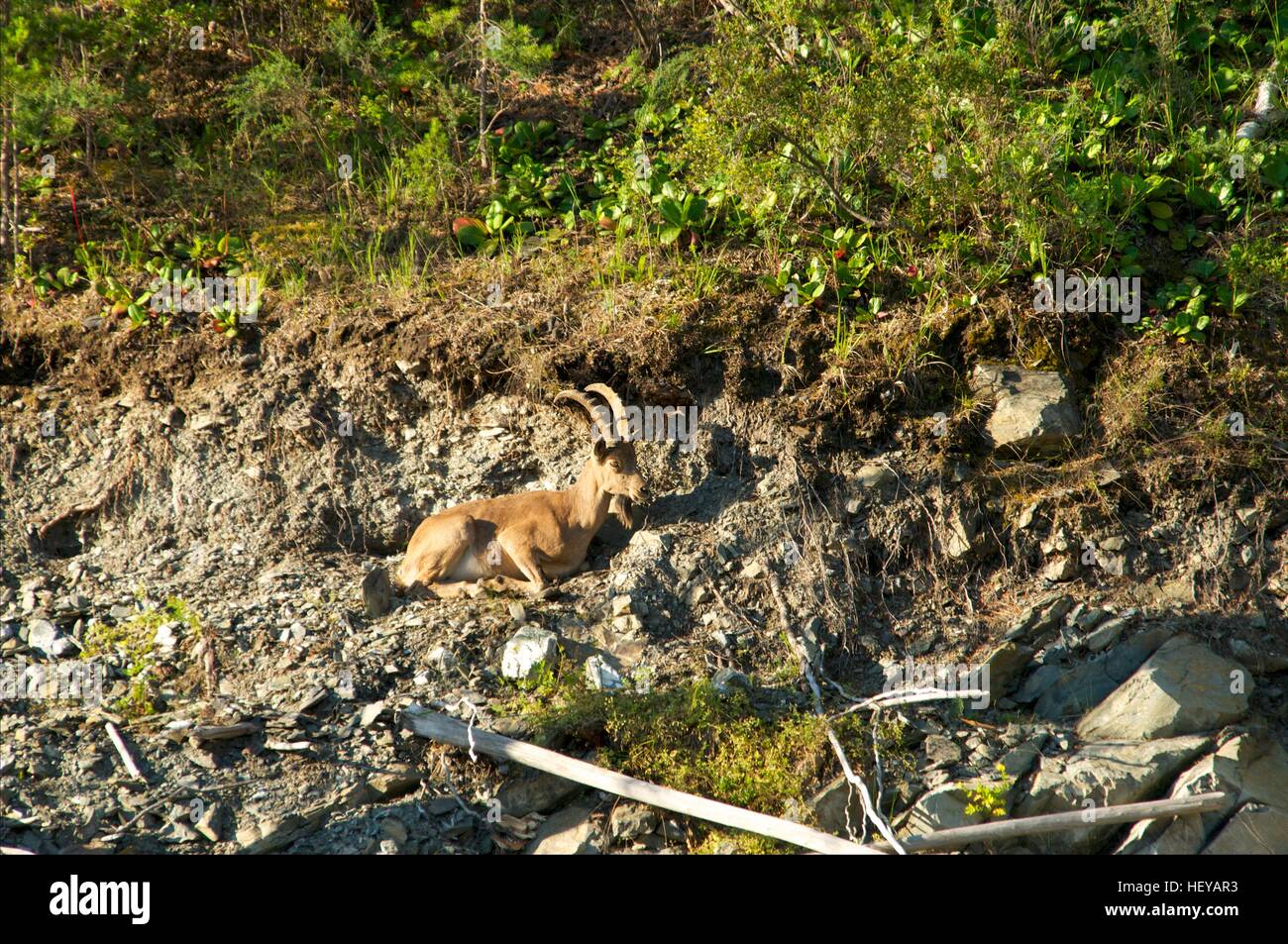 Dead mountain goat hi-res stock photography and images - Alamy