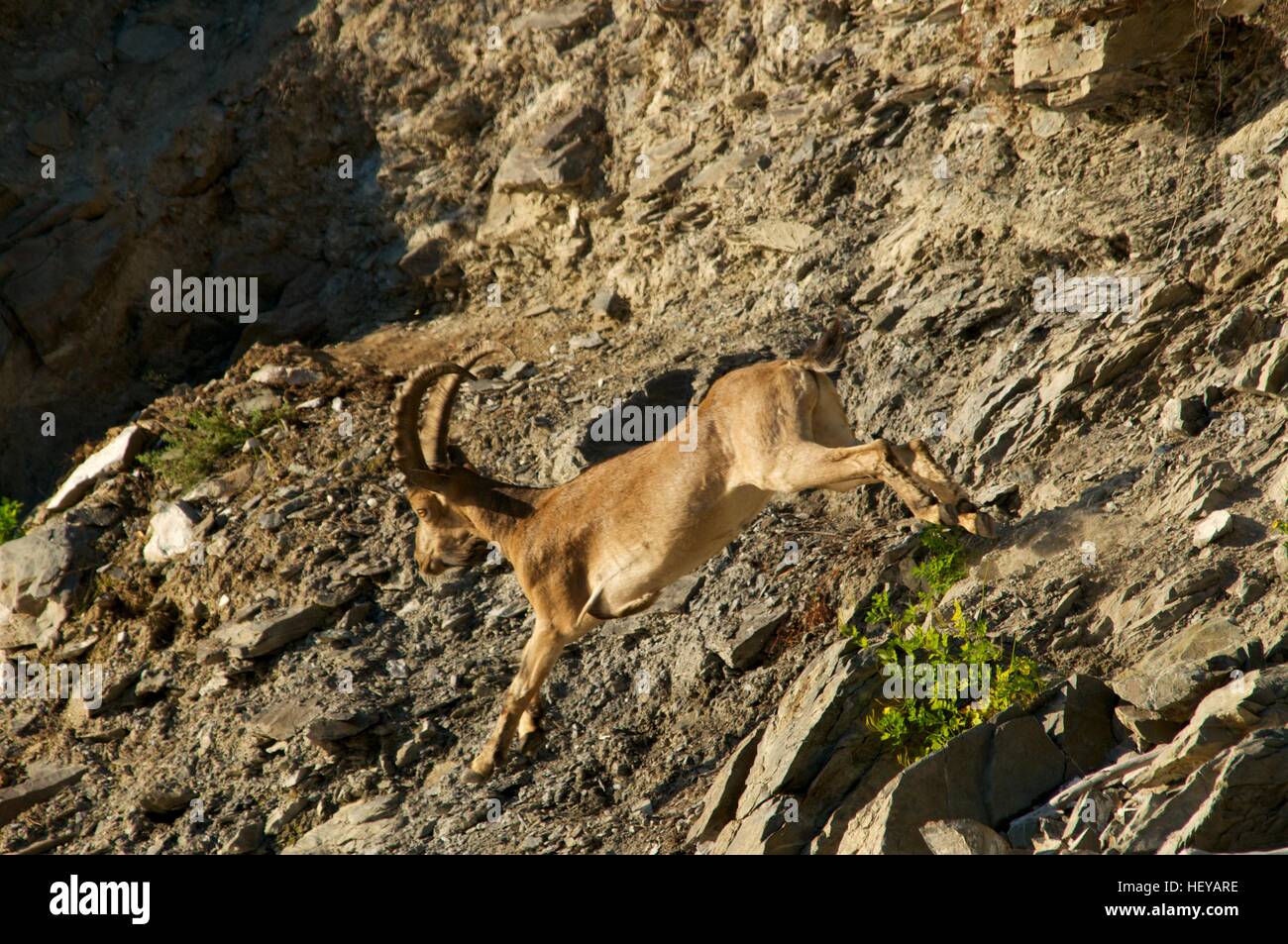 ibex on a background of green forest in the mountains Stock Photo - Alamy