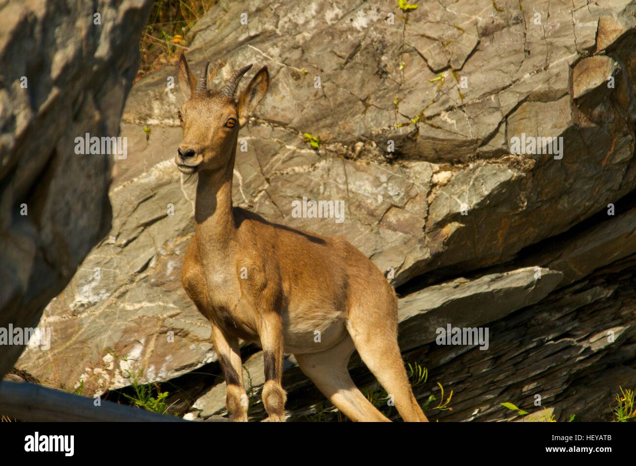 ibex on a background of green forest in the mountains Stock Photo - Alamy