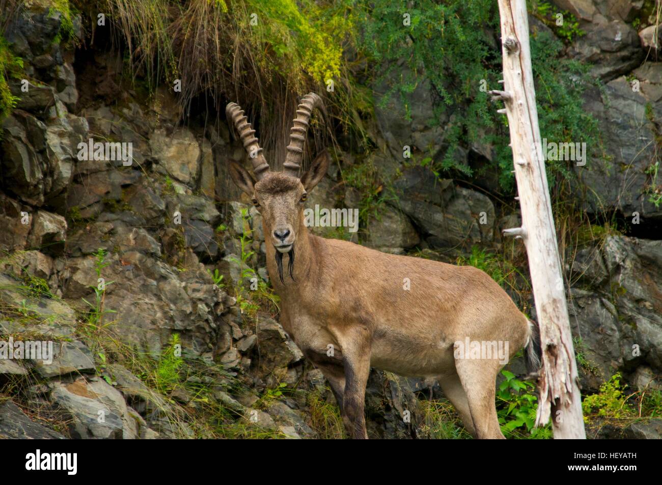 ibex on a background of green forest in the mountains Stock Photo - Alamy