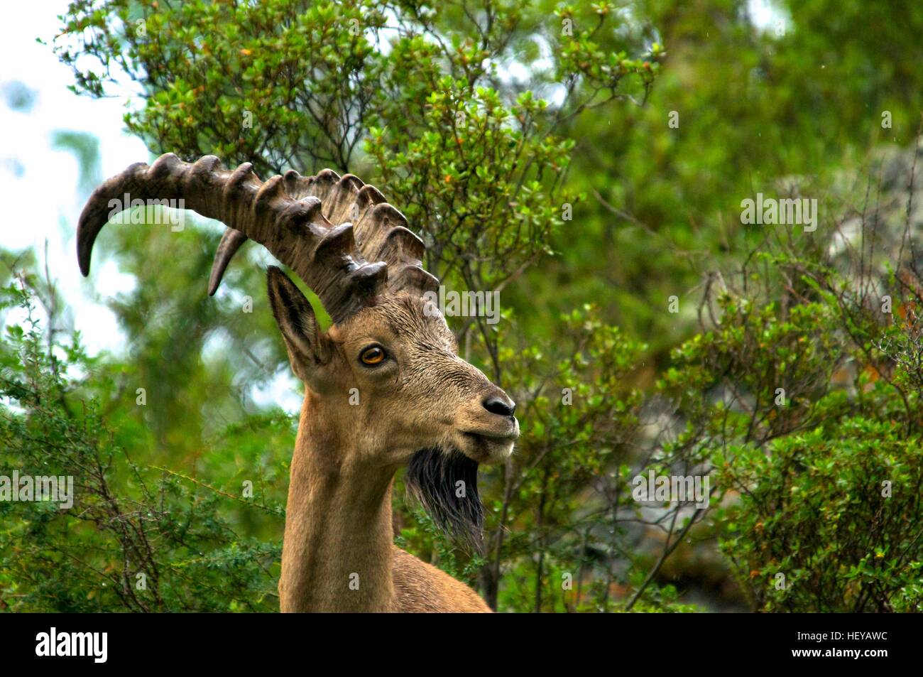 ibex on a background of green forest in the mountains Stock Photo - Alamy