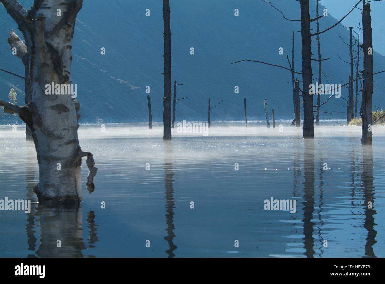 Dead trees in the water flooded reservoir in the mountains Stock Photo ...