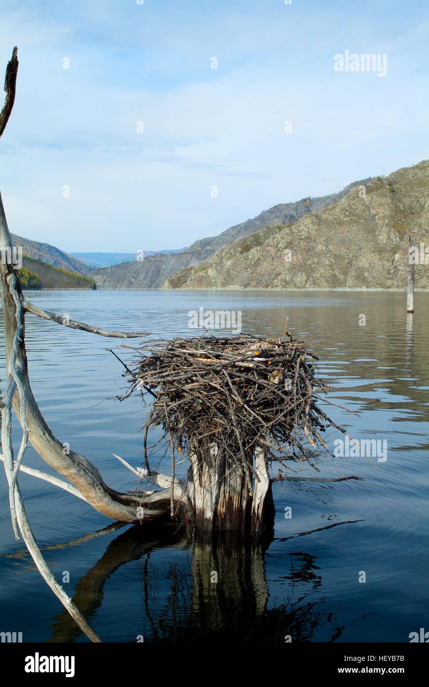 Dead trees in the water flooded reservoir in the mountains Stock Photo ...