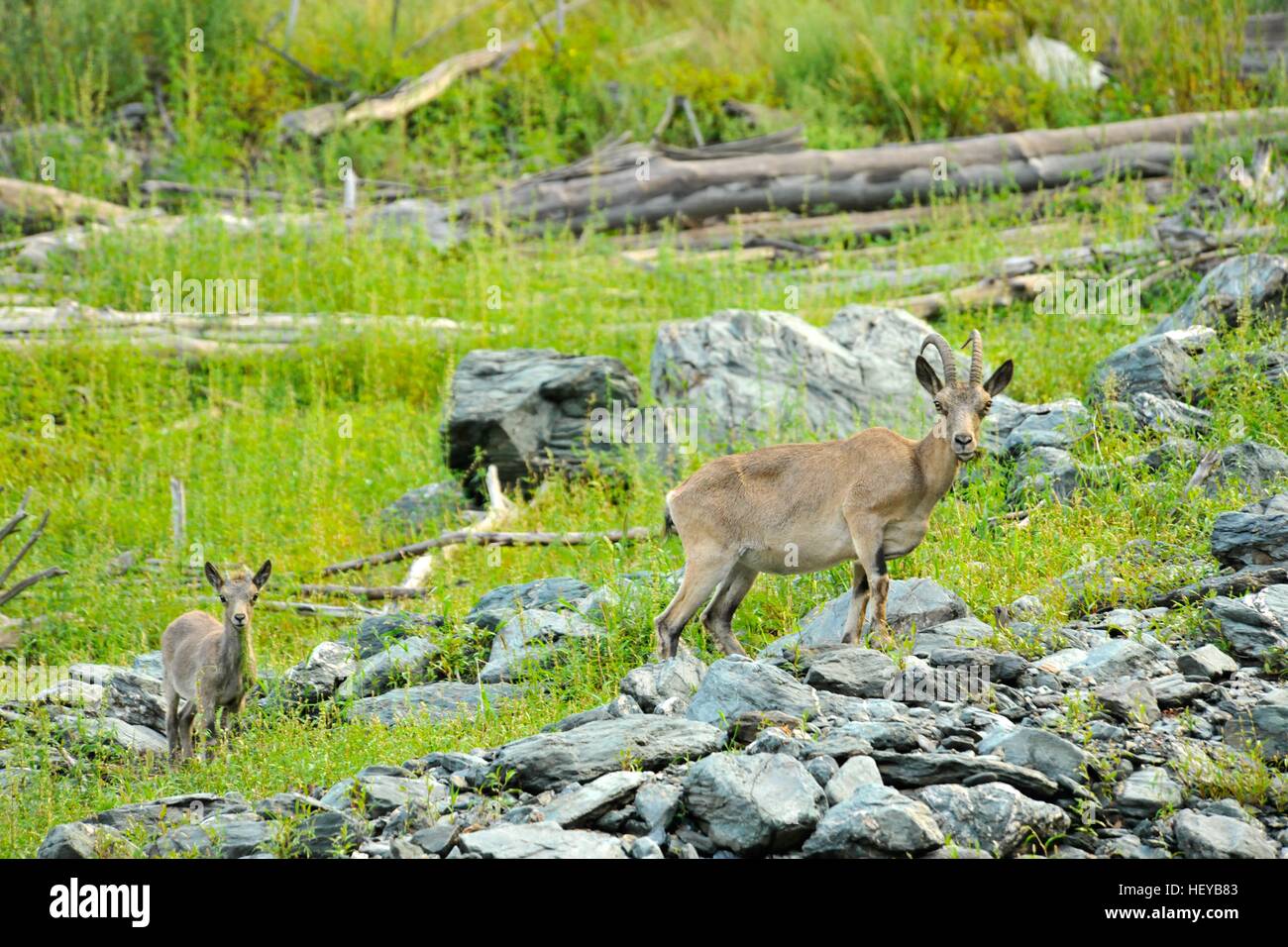 View young alpine ibex hi-res stock photography and images - Alamy