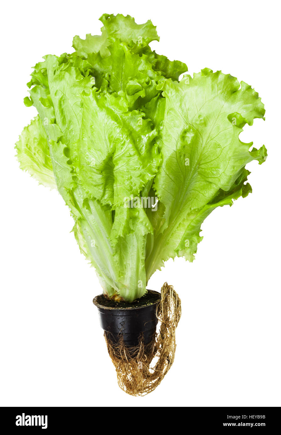fresh green leaf lettuce grown in pot isolated on white background ...