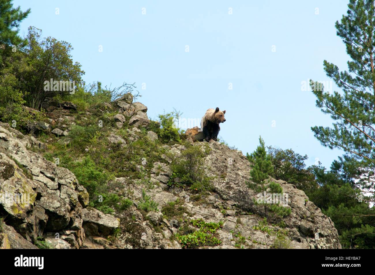 wild little Brown Bear, Ursus arctos, up the hill Stock Photo - Alamy