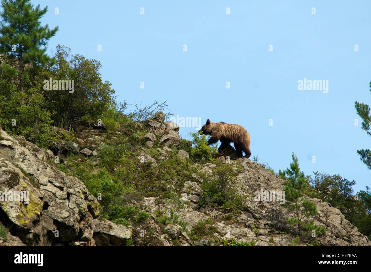 wild little Brown Bear, Ursus arctos, up the hill Stock Photo - Alamy