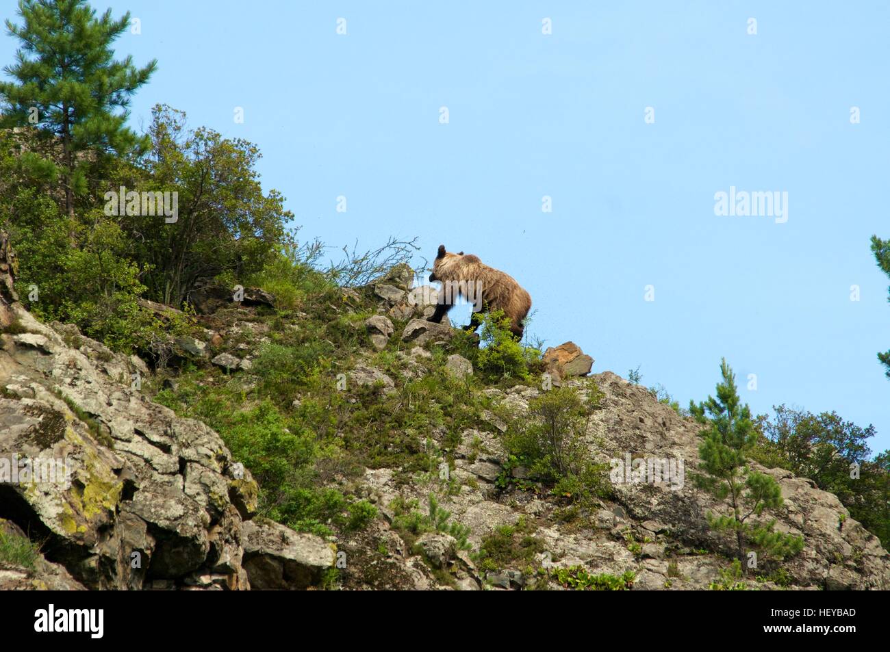 wild little Brown Bear, Ursus arctos, up the hill Stock Photo - Alamy