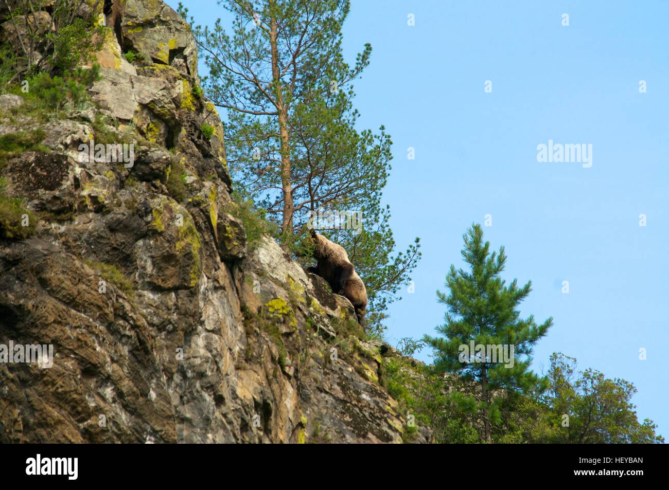 wild little Brown Bear, Ursus arctos, up the hill Stock Photo - Alamy
