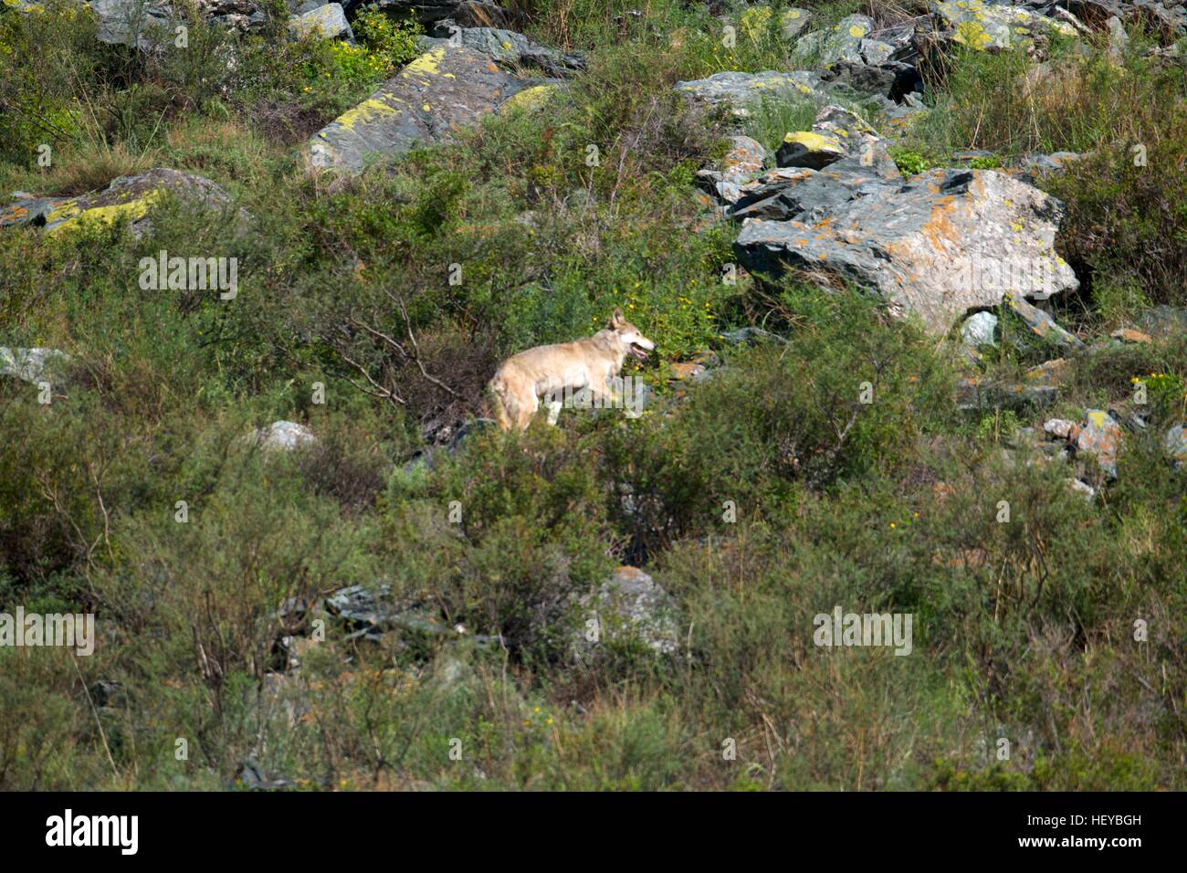 Gray wolf climbs up the mountain Stock Photo - Alamy