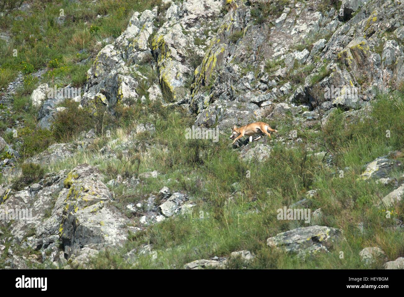 Gray wolf climbs up the mountain Stock Photo - Alamy