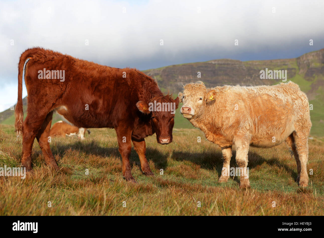 Neist Point is a viewpoint on the most westerly point of Isle of Skye ...