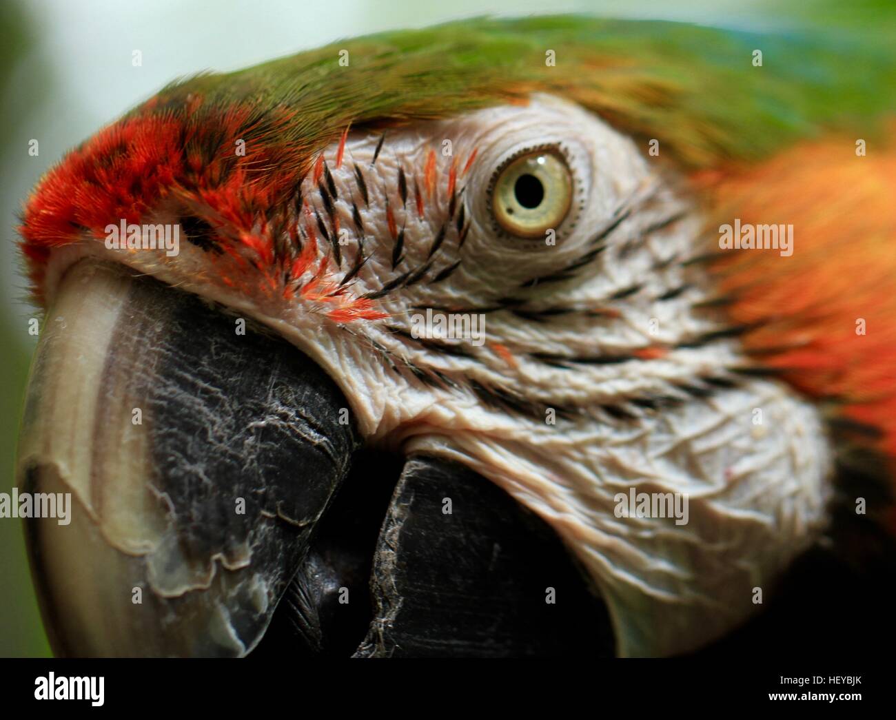 Parrots eye hi-res stock photography and images - Alamy