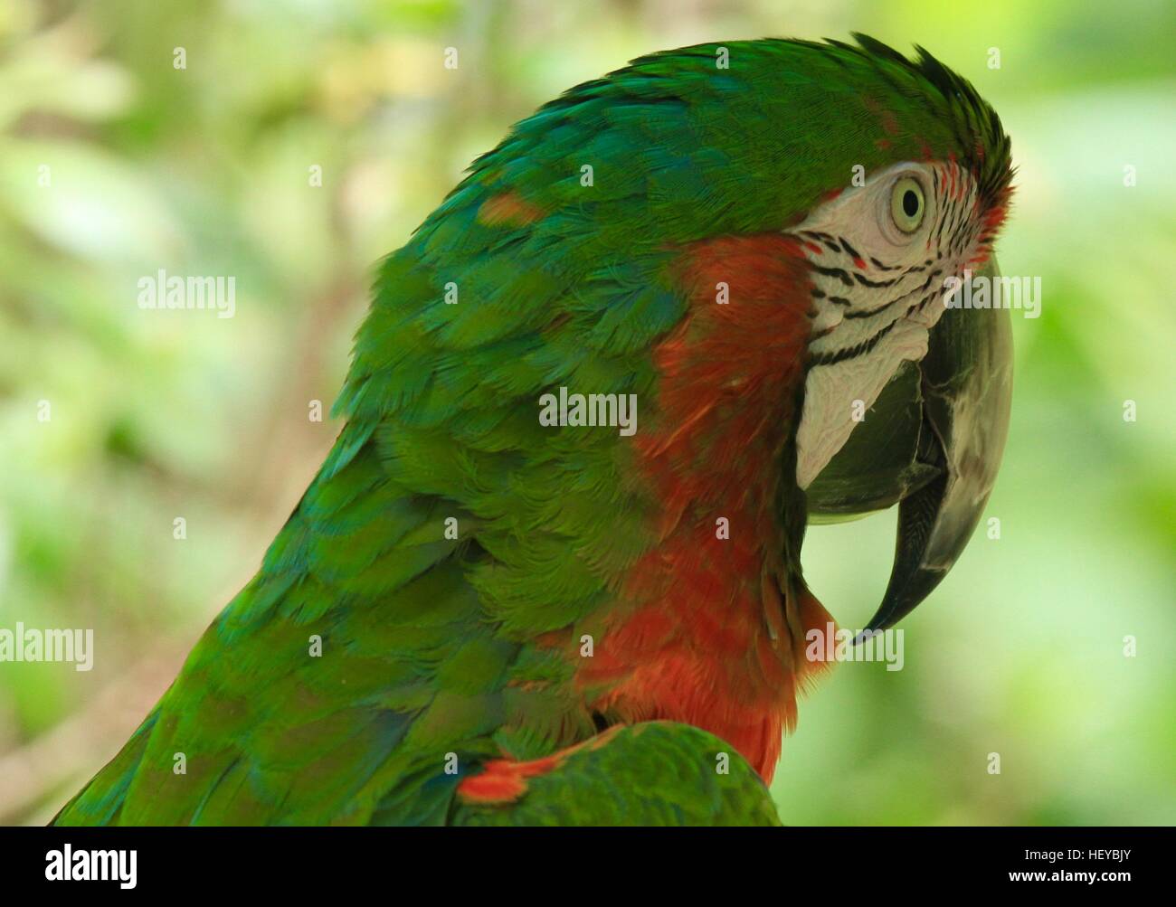 Green and Red Amazon Stock Photo - Alamy