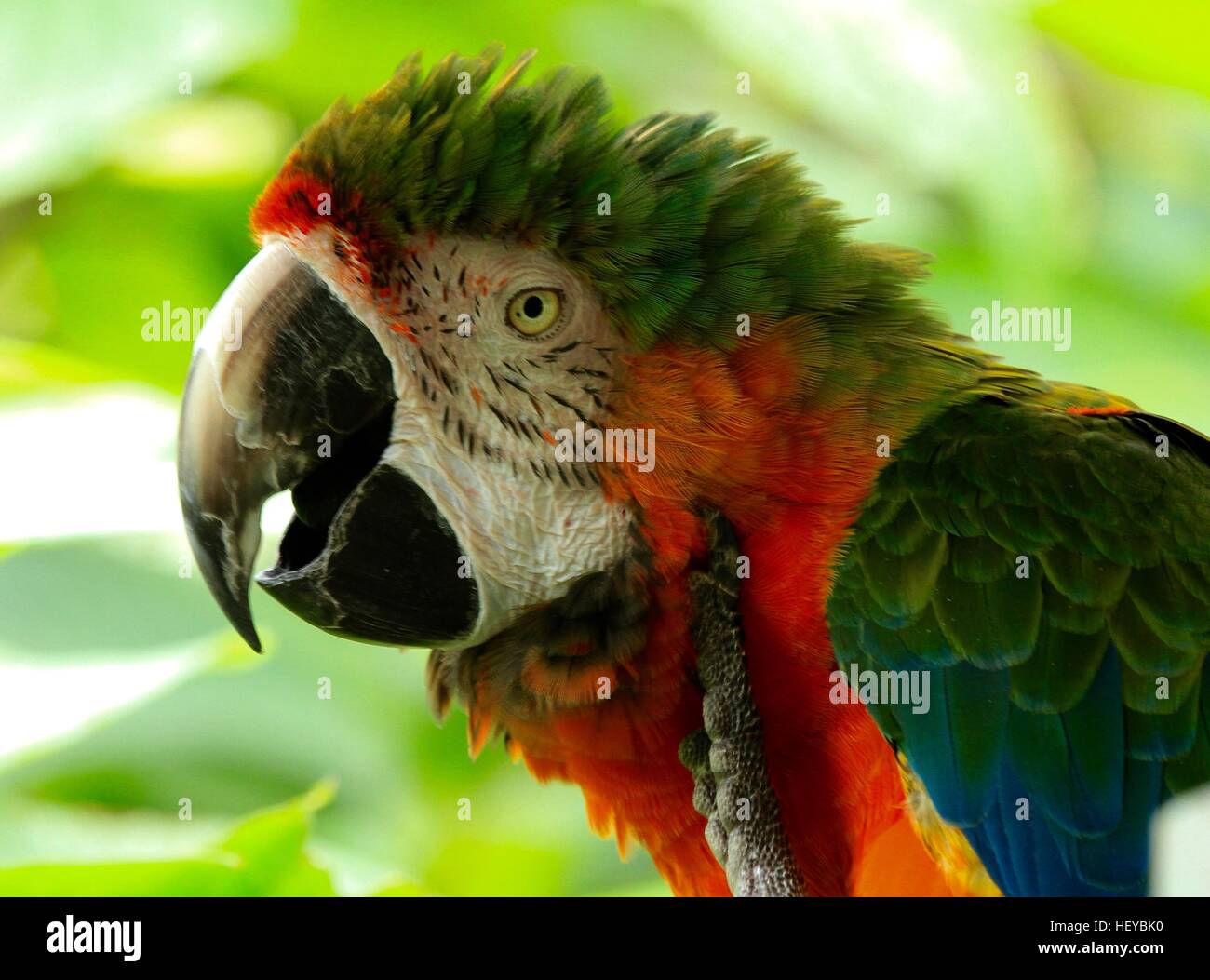 Rainbow hummingbird hi-res stock photography and images - Alamy