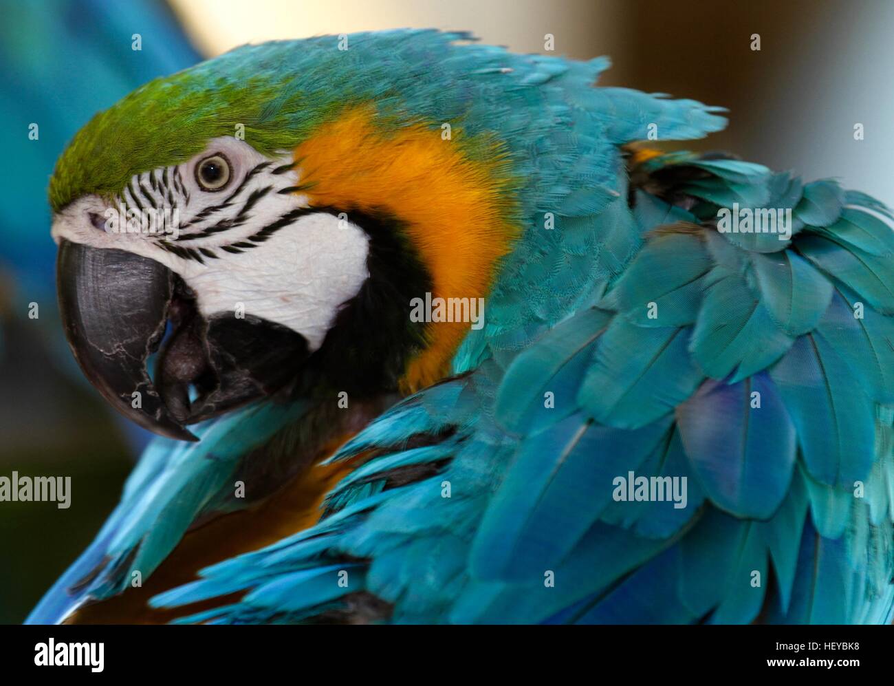 Blue and Gold Parrot Stock Photo - Alamy