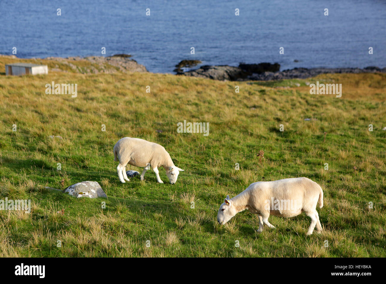 Sheep island viewpoint hi-res stock photography and images - Alamy