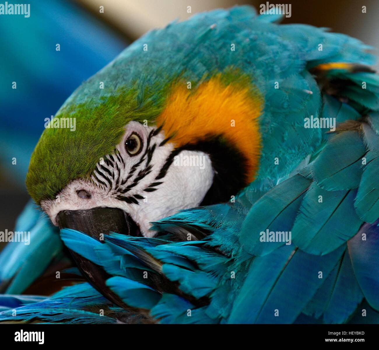 Blue & Gold Macaw Stock Photo - Alamy