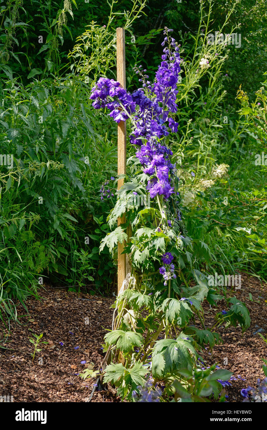 Garden delphinium with blue flowers decorative Stock Photo - Alamy