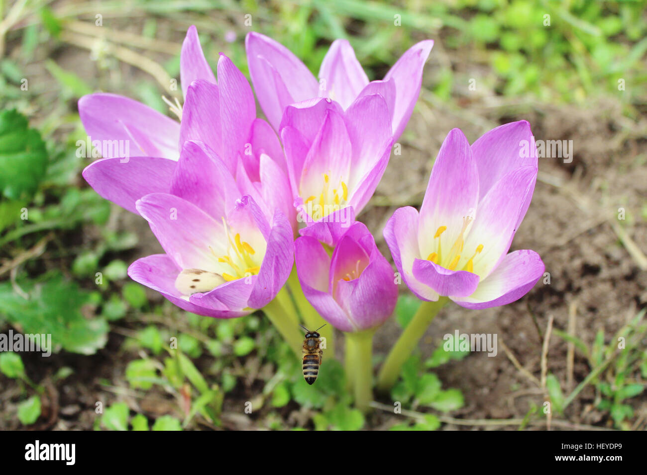 beautiful pink flowers of Colchicum autumnale blossoming in the Autumn ...