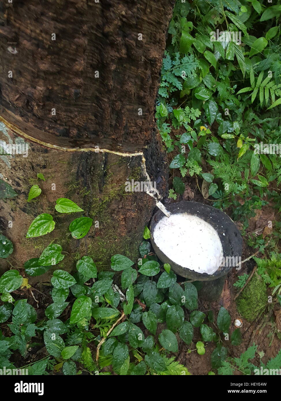 Milk rubber hi-res stock photography and images - Alamy