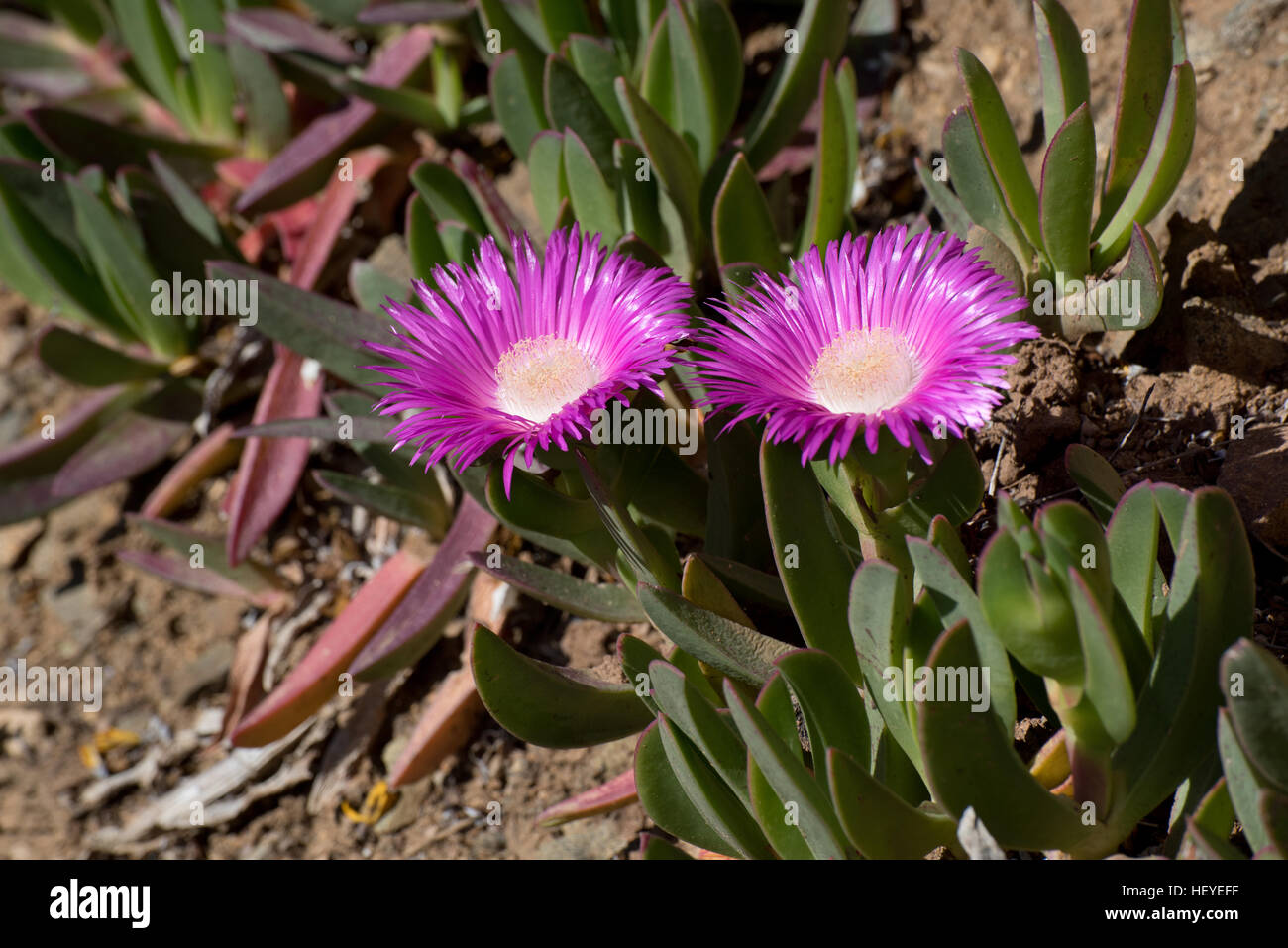 Creeping ice plant hi-res stock photography and images - Alamy