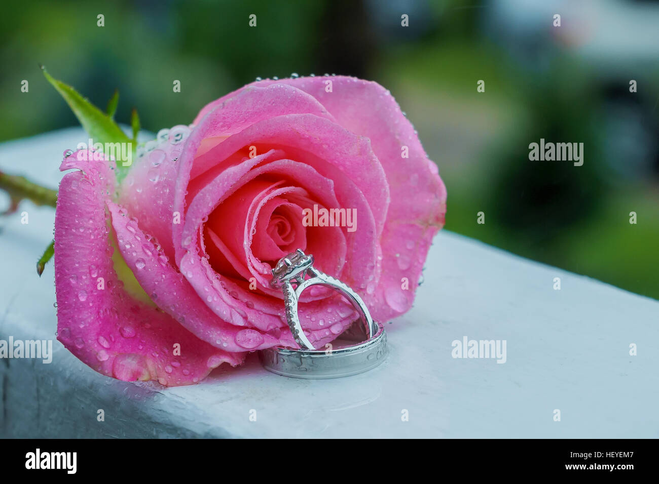 Pink rose and wedding ring Rose Wedding rings Stock Photo - Alamy