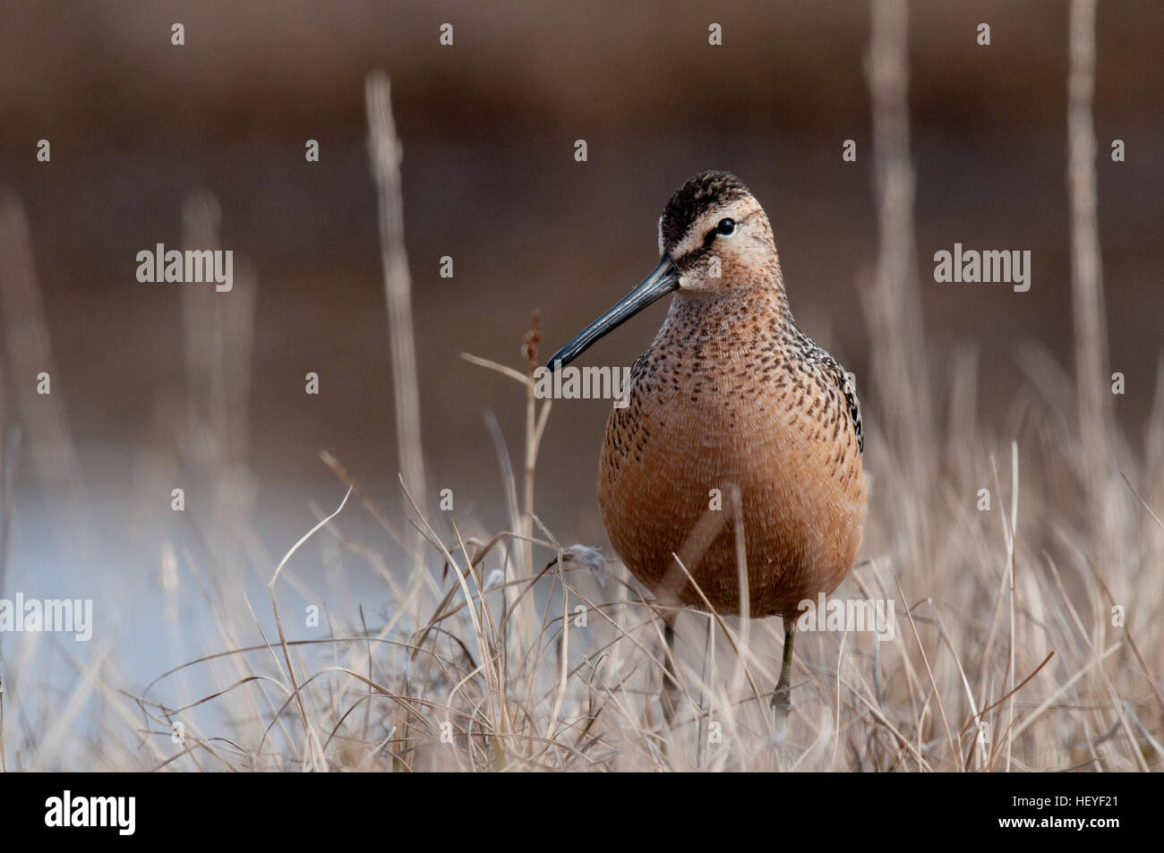 Long billed dowitcher and tundra pond hi-res stock photography and ...