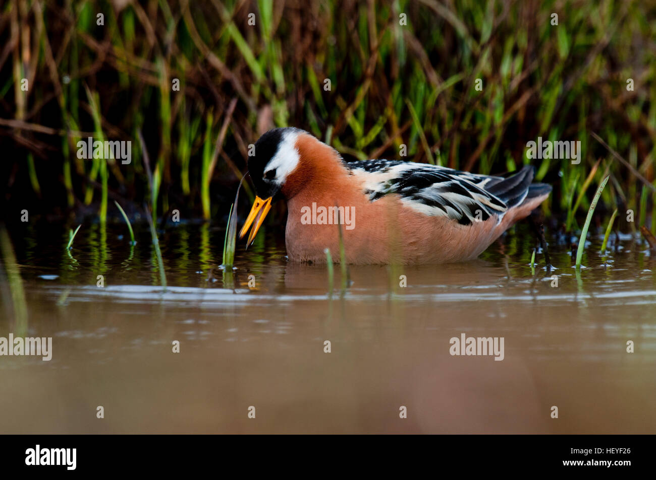 Barrow alaska hi-res stock photography and images - Alamy