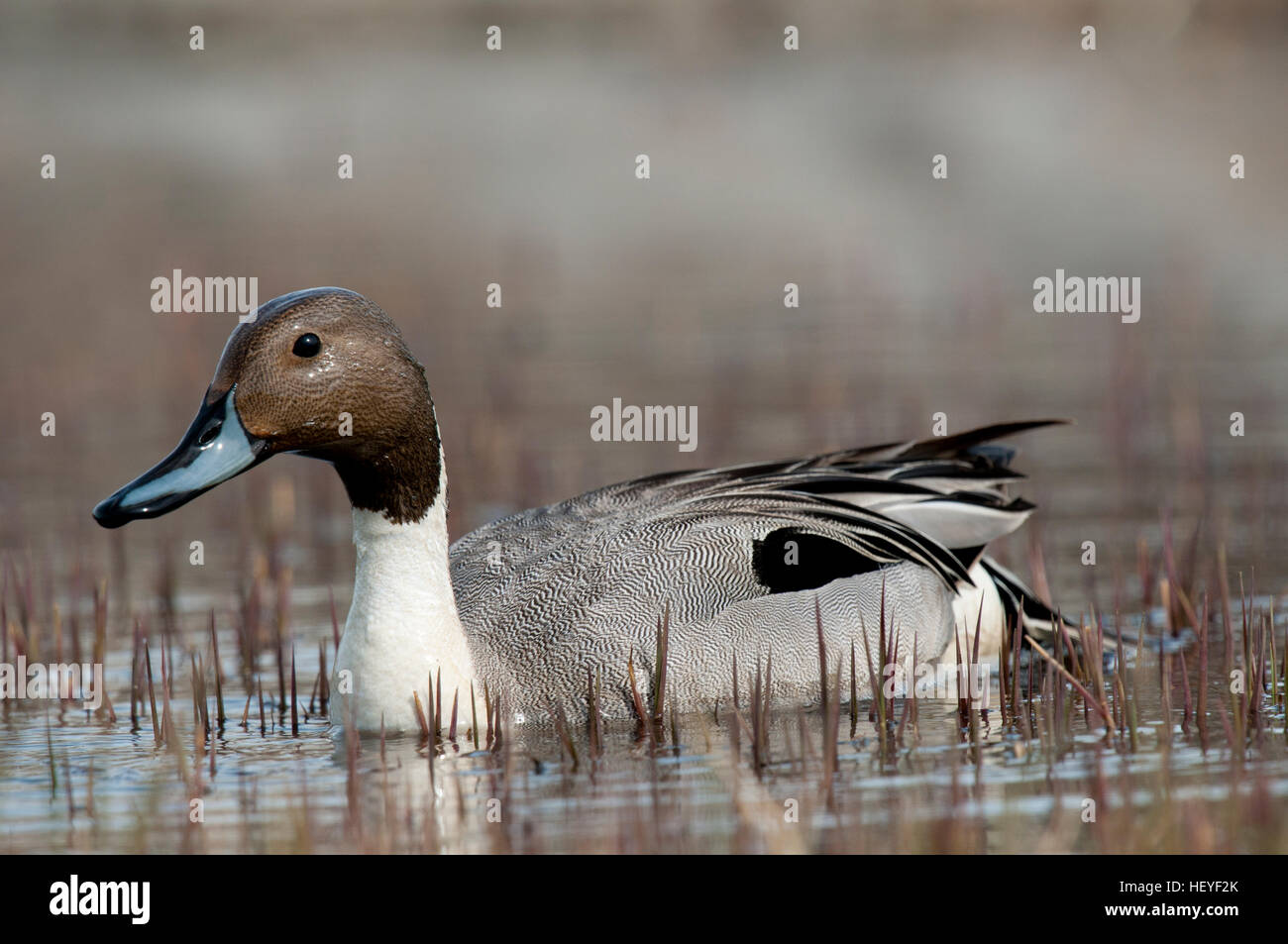 Drake pintail hi-res stock photography and images - Alamy