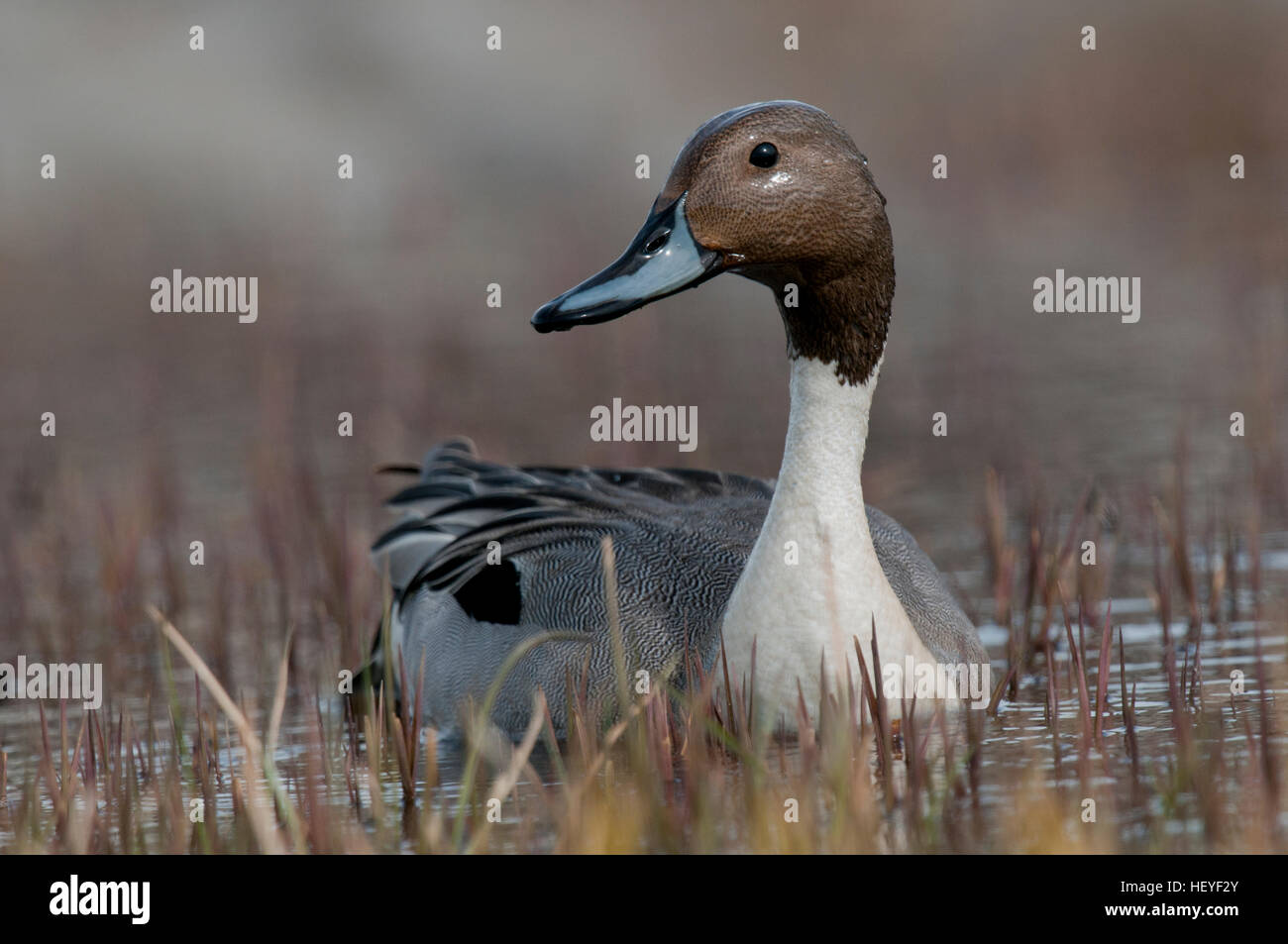 Pintail Wallpaper