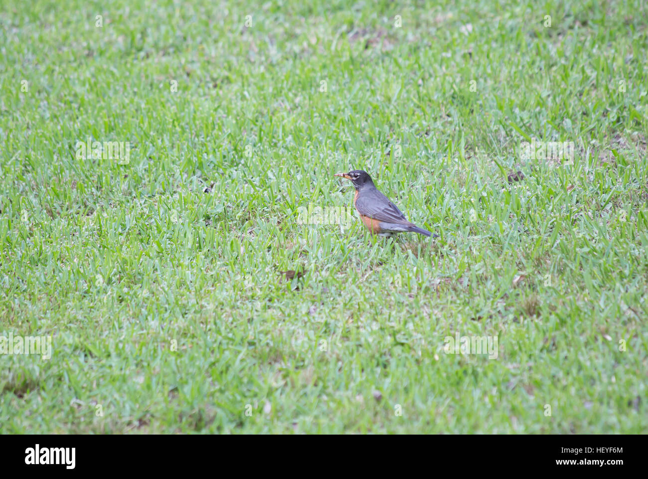 American robin on a lawn Stock Photo - Alamy