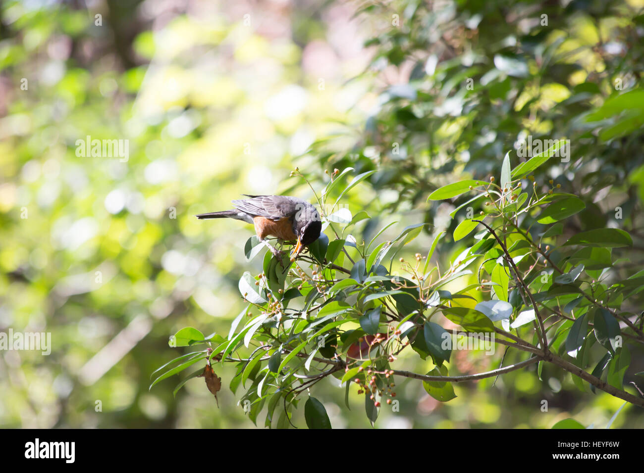 Robin eating berries from a bush Stock Photo - Alamy