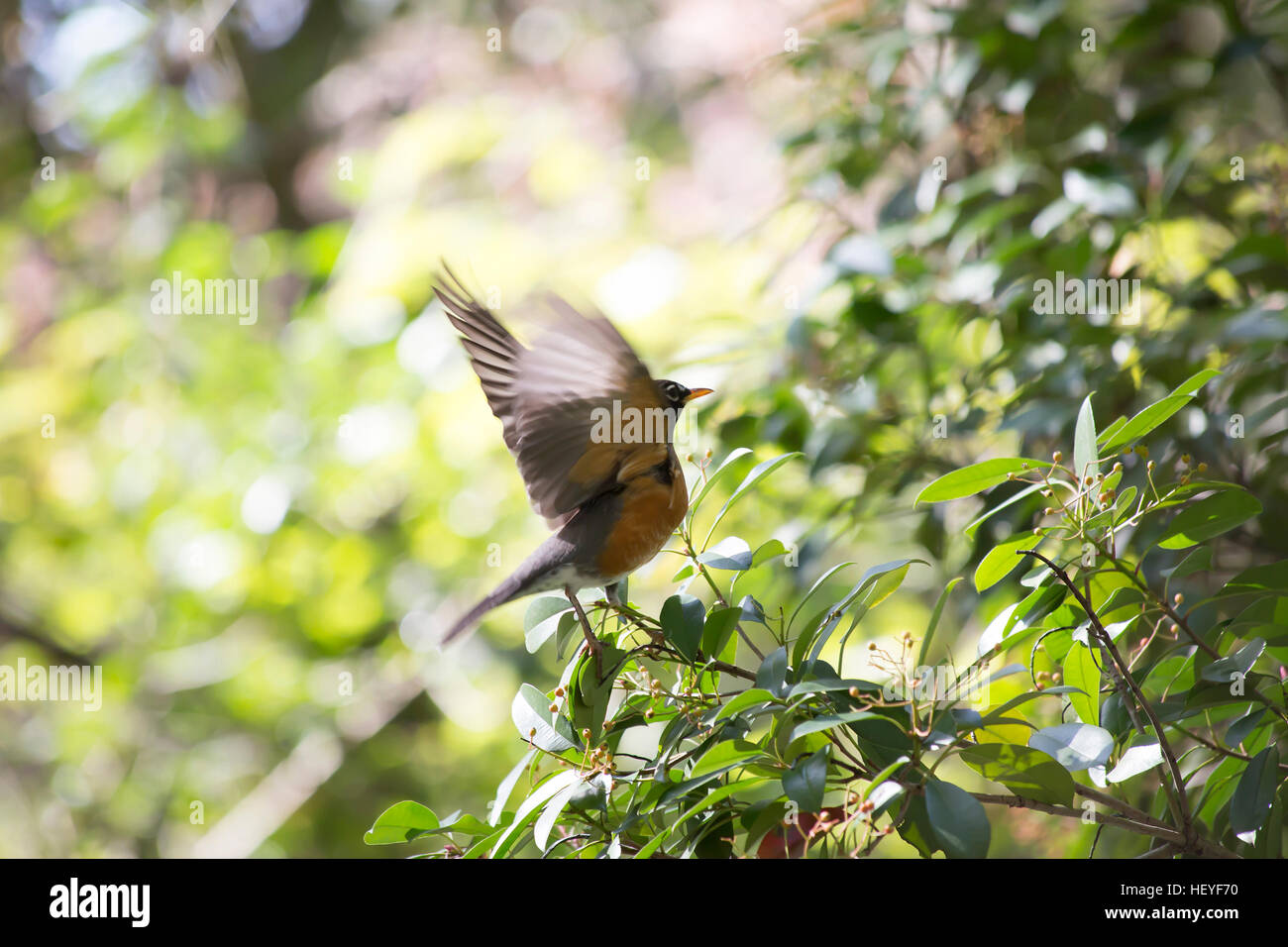 Robin flying from a bush Stock Photo - Alamy