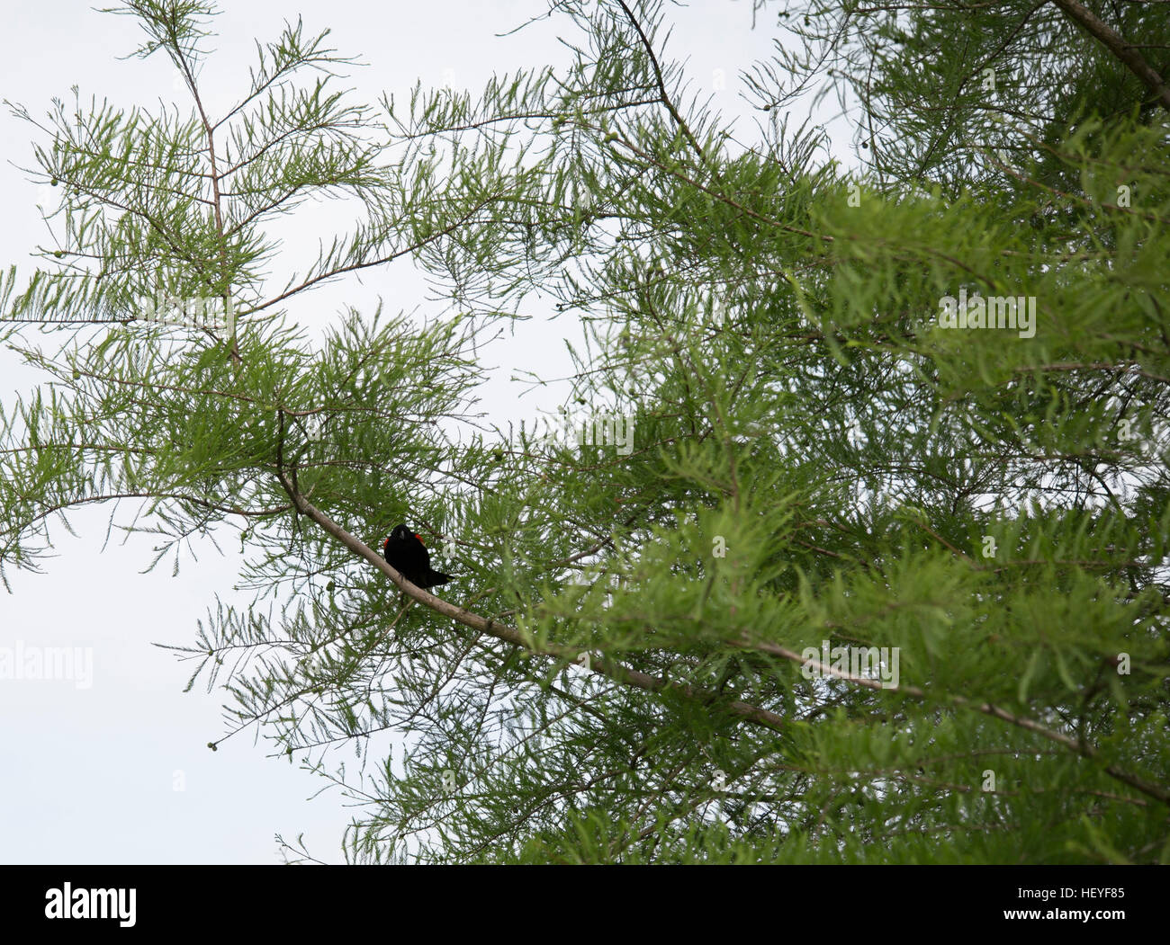 Red-winged blackbird in a tree Stock Photo - Alamy