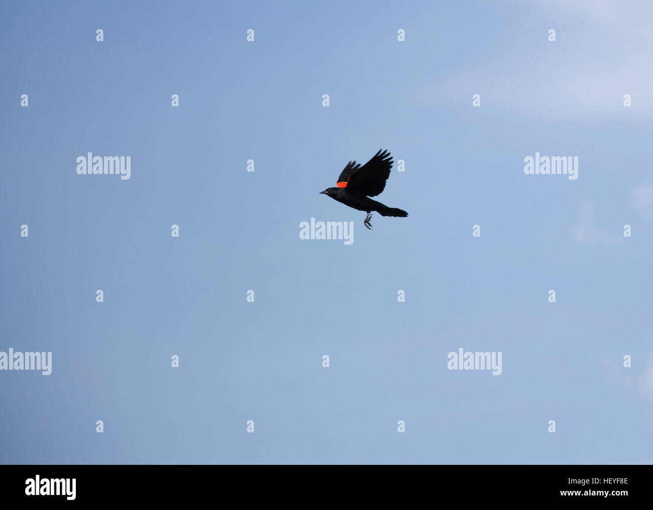 Red-winged blackbird in flight Stock Photo - Alamy