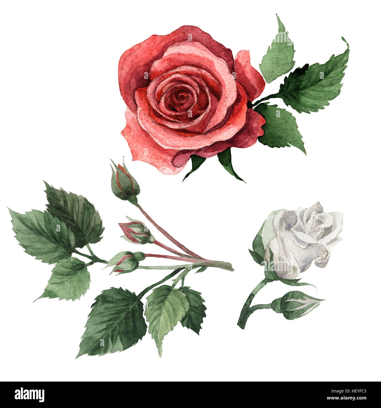 Wildflower rose flower in a watercolor style isolated Stock Photo - Alamy
