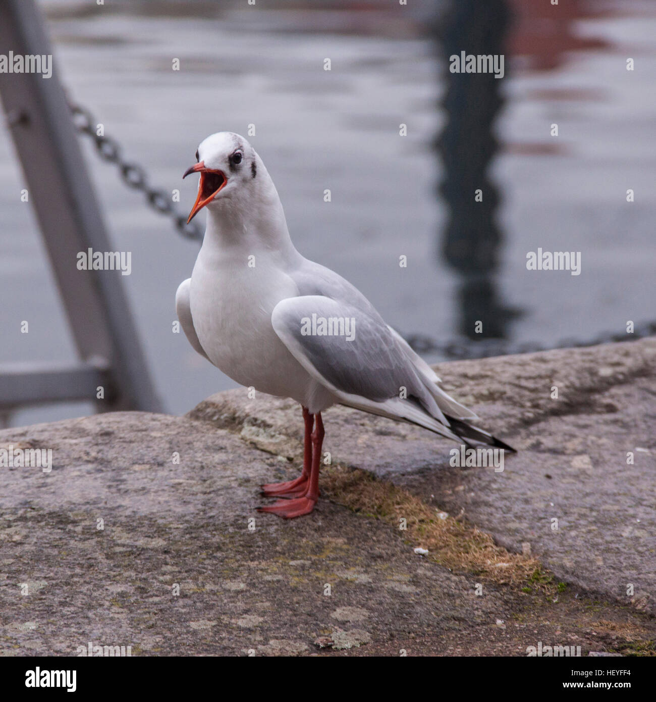 An adult black headed gull, chroicocephalus ridibundus, in winter ...