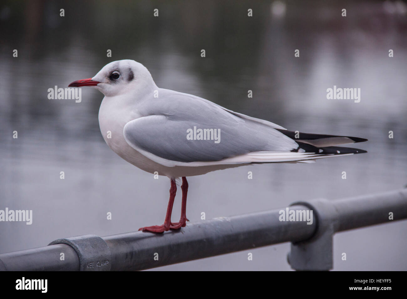 An adult black headed gull, chroicocephalus ridibundus, in winter ...