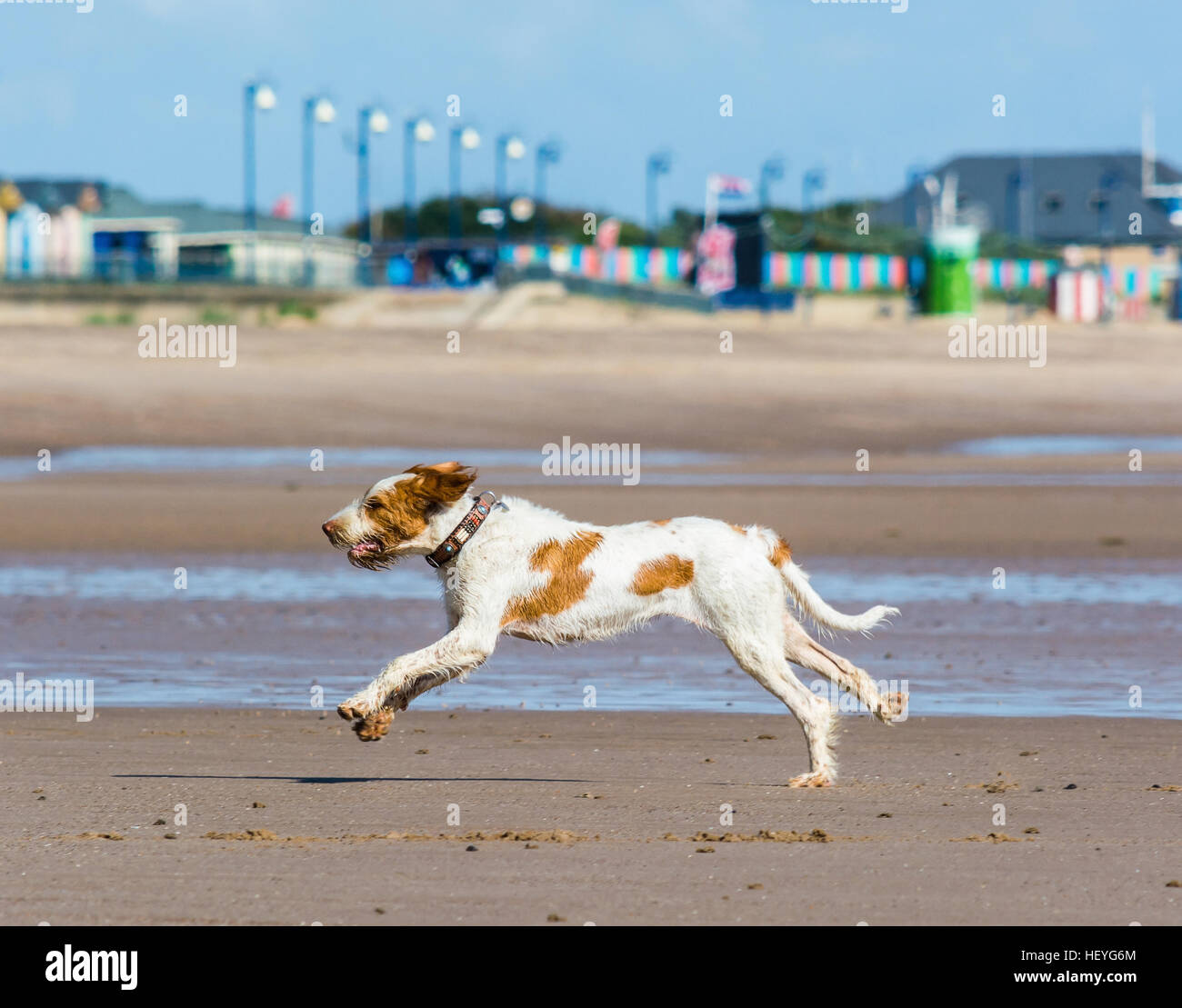 Dog at beach hi-res stock photography and images - Alamy