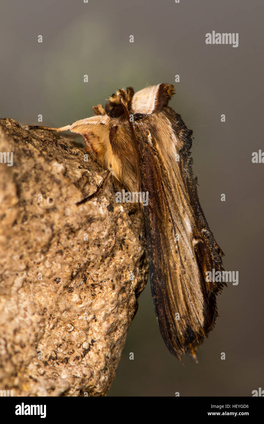 The mullein moth (Cucullia verbasci) profile. A moth in the family ...
