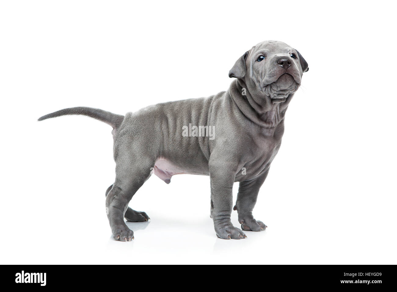 Thai ridgeback puppy isolated on white Stock Photo - Alamy