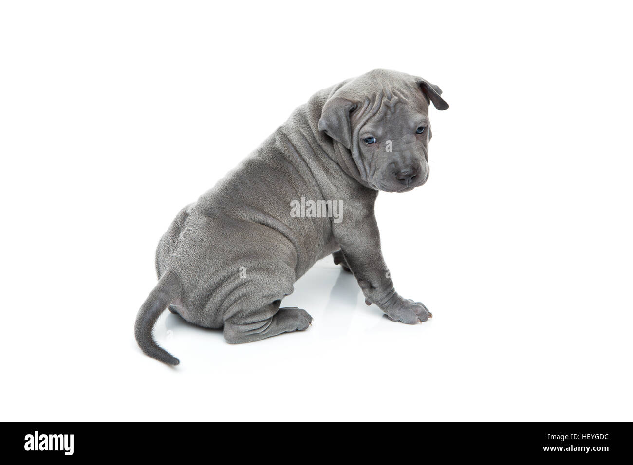 Thai ridgeback puppy isolated on white Stock Photo - Alamy