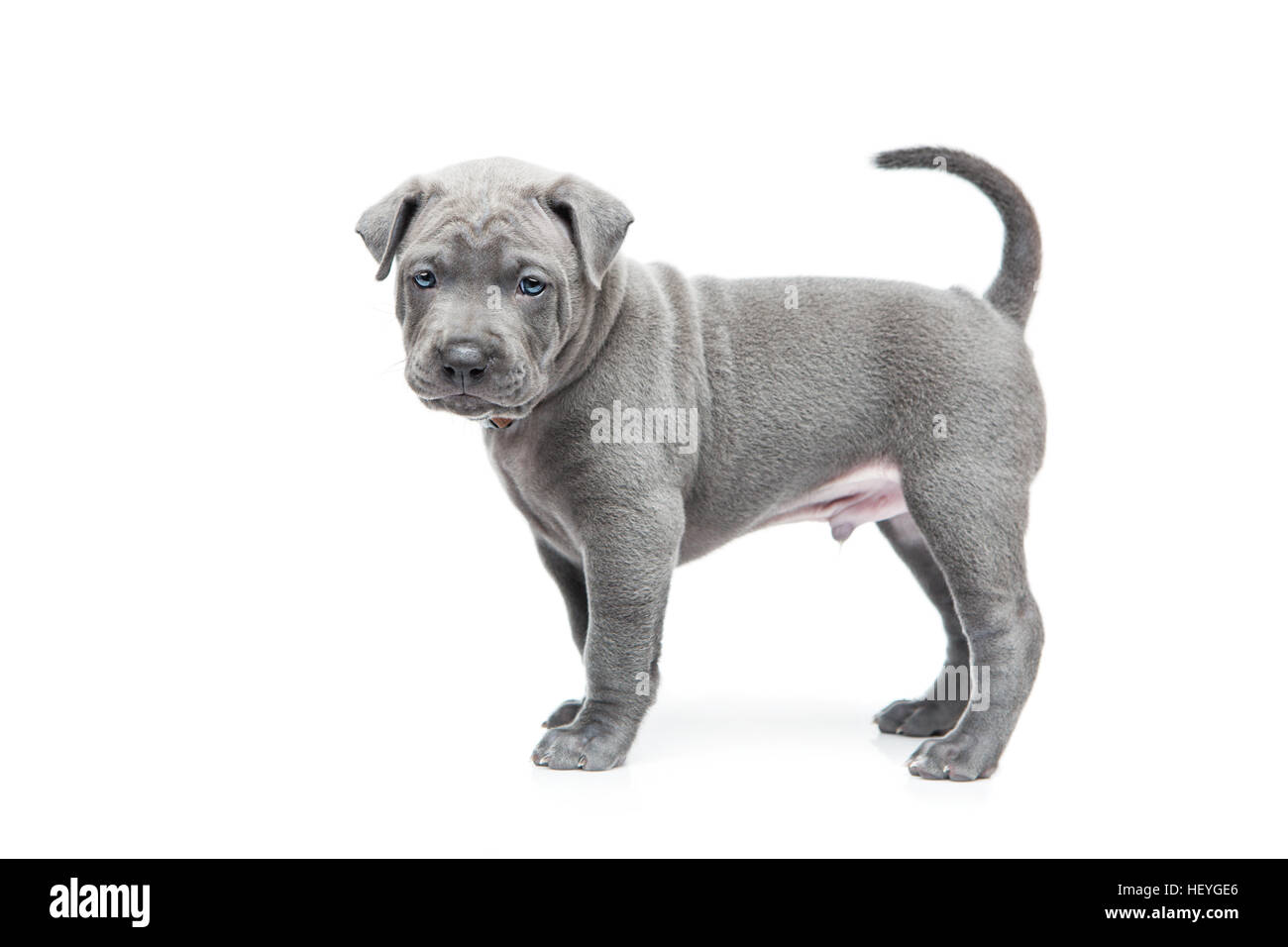 Thai ridgeback puppy isolated on white Stock Photo - Alamy