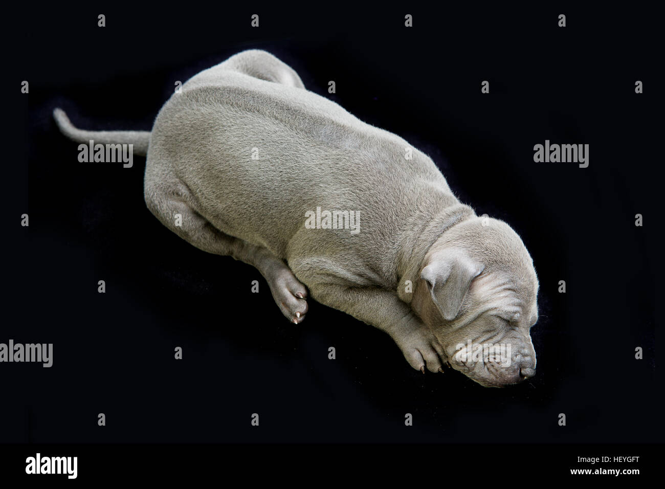 Thai ridgeback puppy isolated on white Stock Photo - Alamy