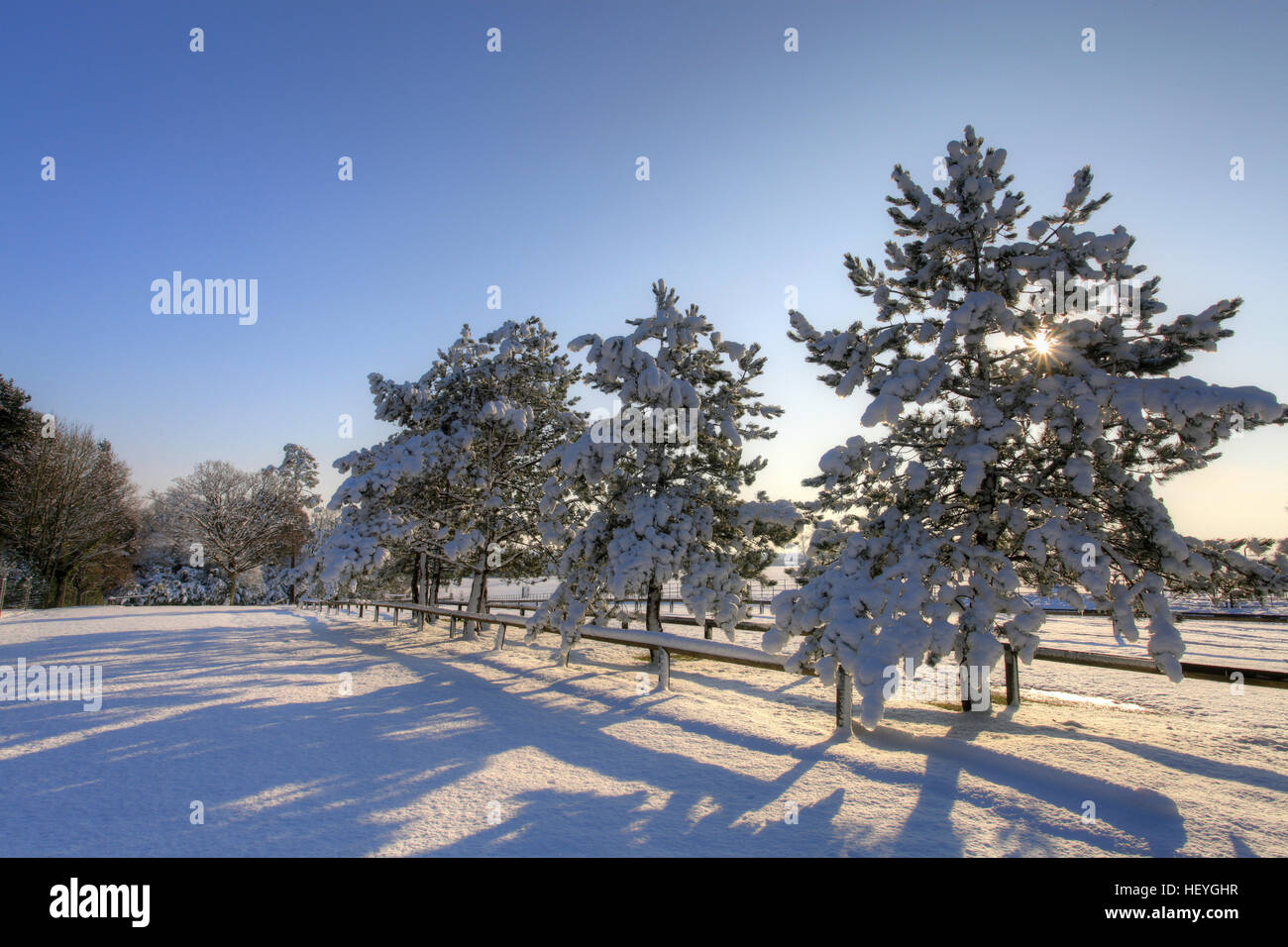 Sheffield england winter garden hi-res stock photography and images - Alamy