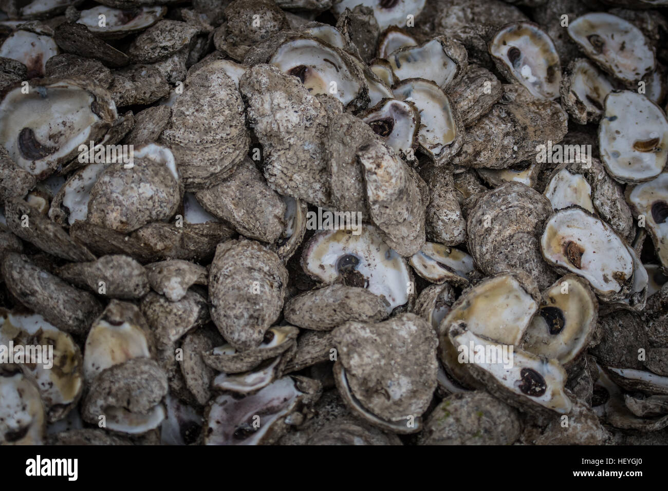Pile of oyster shells hi-res stock photography and images - Alamy